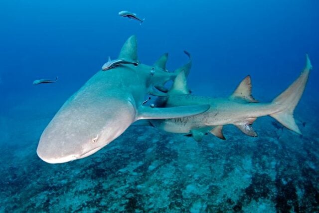 Snorkeling with Sharks in Florida: The Ultimate Adrenaline Experience ...
