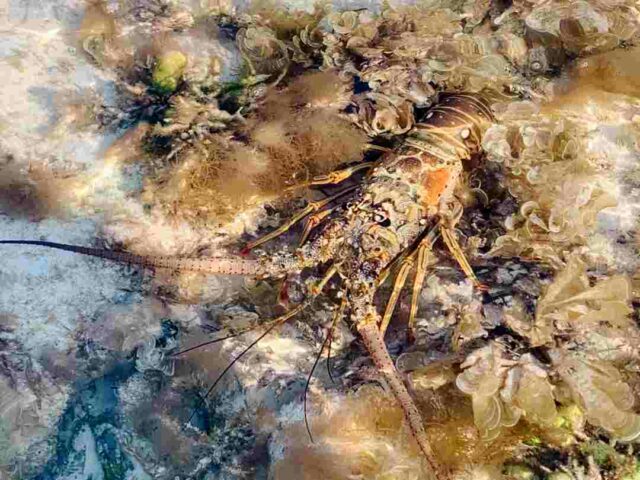 Ultimate Guide to Snorkeling in Marathon, Florida: Top Spots & Insider ...